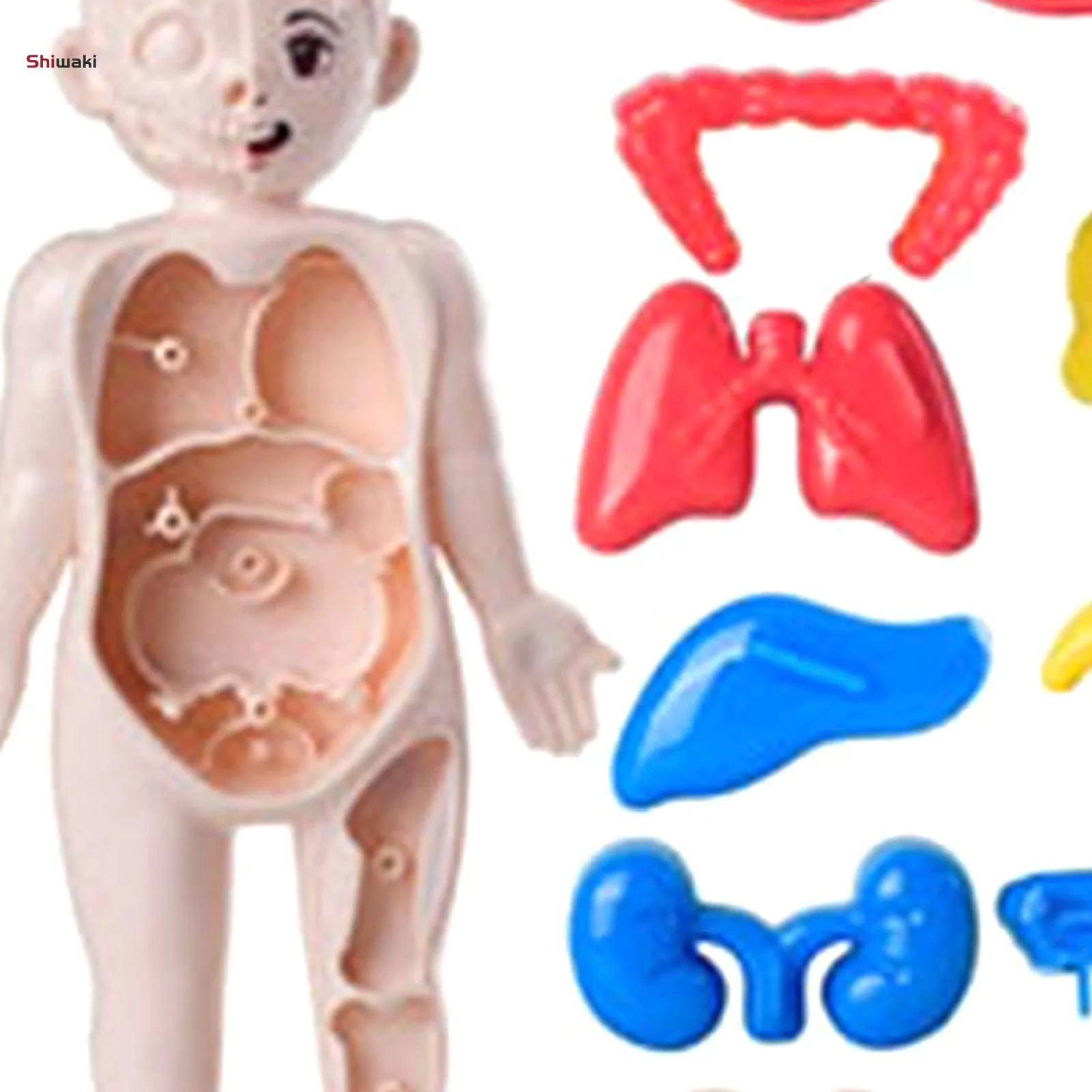 Human Body Toy Human Body Organs Awareness Removable Organs Toys Body ...