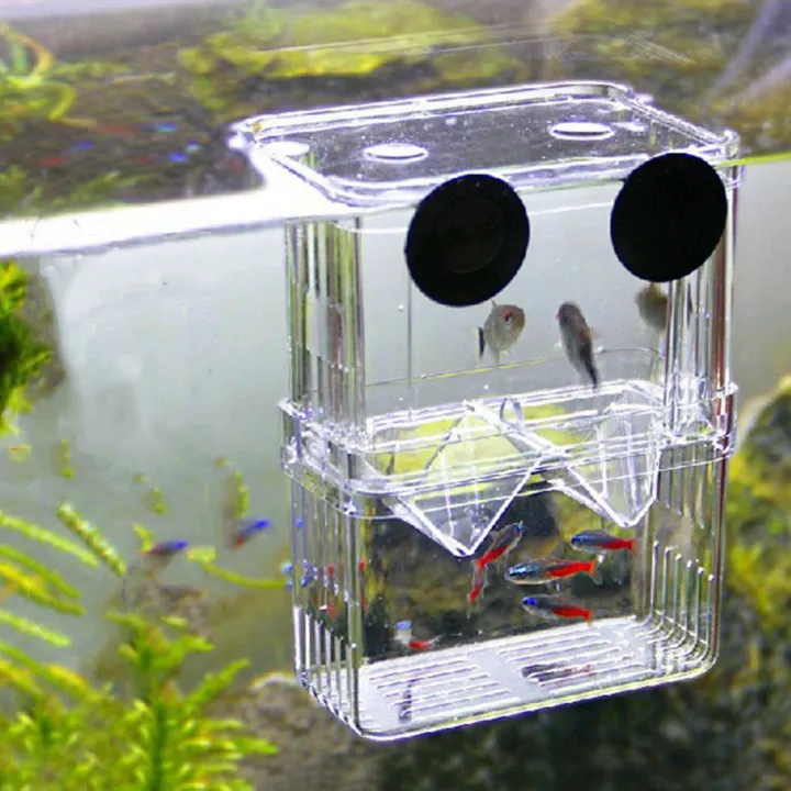 Transparent Multifunctional Aquarium For Baby Fishes Guppy Fish ...