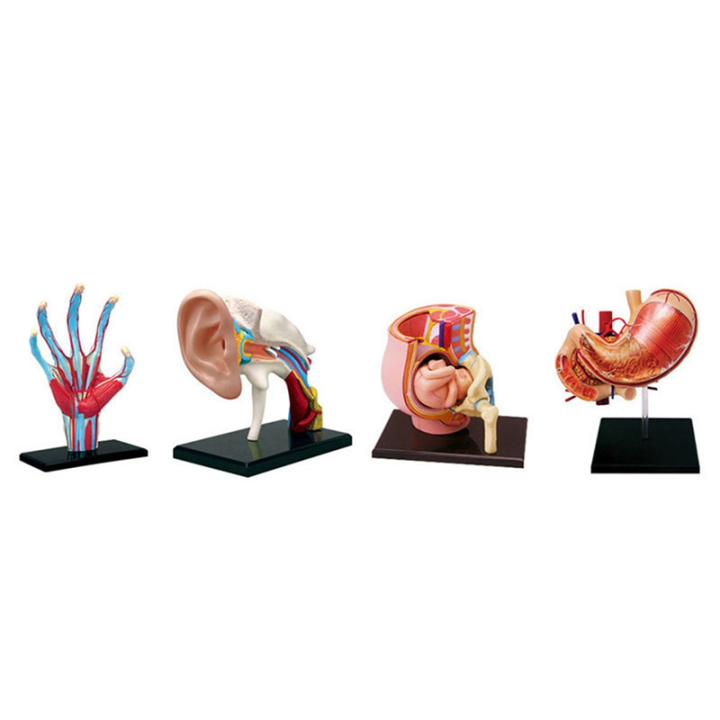 Medical-Torso Human Body Model Removable Parts Education Organs Model ...