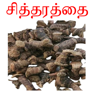 Lesser Galangal Dried | Chitharathai | Sitharathai - 250g | Daraz.lk