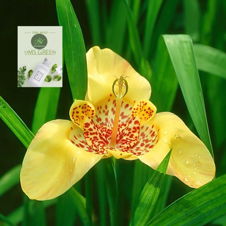 Tiger Flower Plant with Black pot | Daraz.lk