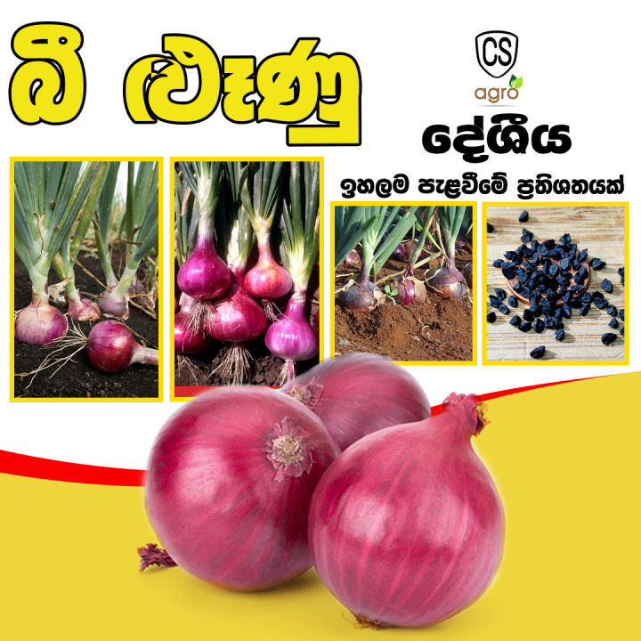 Big Onions, Bee Luunu, 1g Seeds Pack | Daraz.lk