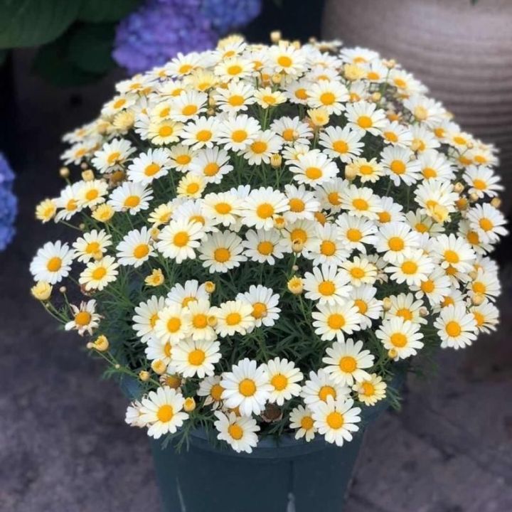Little Daisy Flowering Species Flower Seed Seeds SUNFLOWER Euros ...