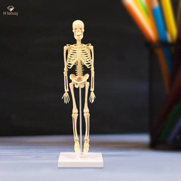Human Body Model, Science Classroom Demonstration Learning Tools ...