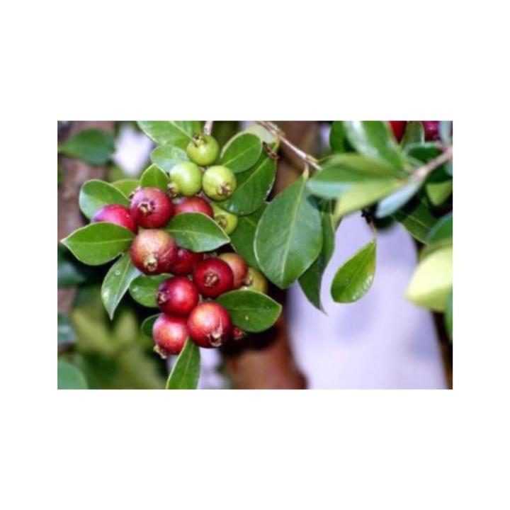 Jam Pera Plants,Natural Guava Plants,Live Jam Guava Plants,Natural ...