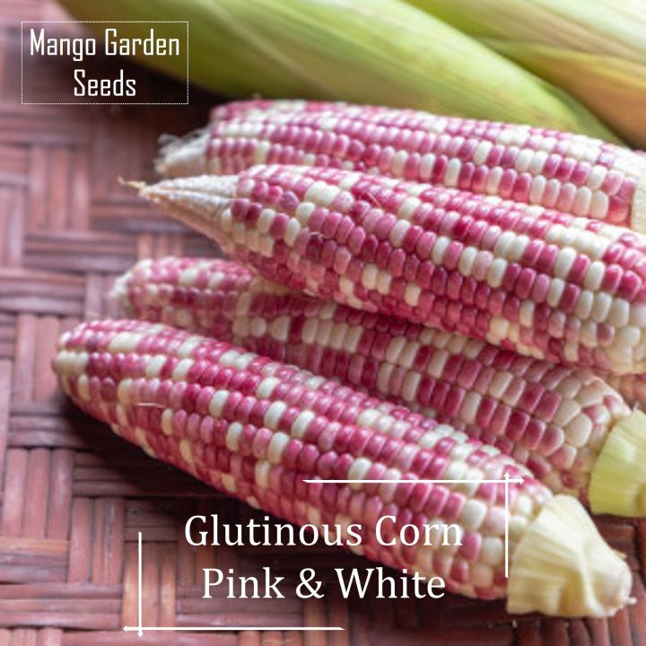 Glutinous Pink & White Corn Seeds - 20 Seed *Pot Friendly* Biji Benih ...
