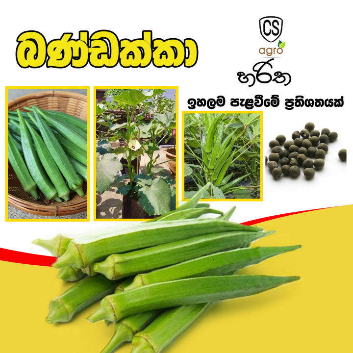 Ladies Finger Okra Haritha Seeds Gardening Agriculture Home Plant ...