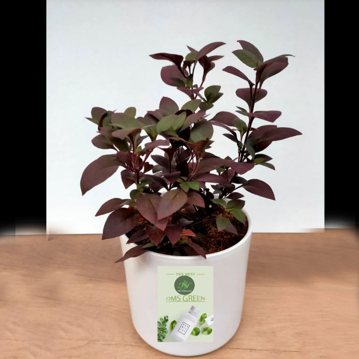 Alternanthera brasiliana “purple prince” Brazilian joyweed | Daraz.lk