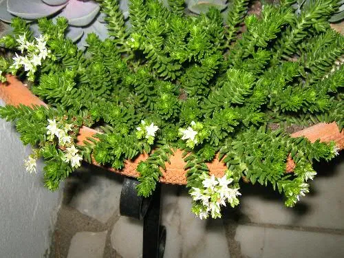 Villadia live plant | Daraz.lk