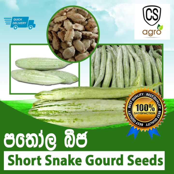 Pathola Short Snake Gourd Seeds Home Gardening Agriculture | Daraz.lk