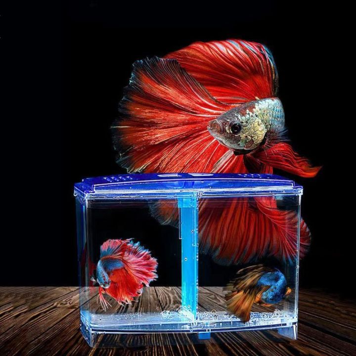 Betta Fish Bowl Transparent Betta Fish Single/Double Grid with Water ...