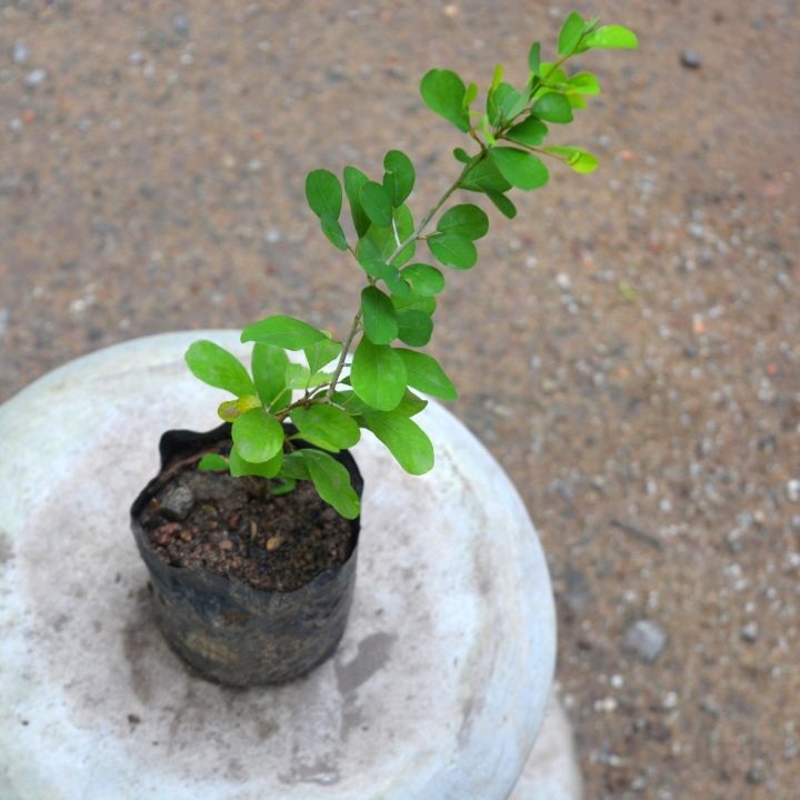 katupila plant | Daraz.lk: Buy Online at Best Prices in Srilanka | Daraz.lk