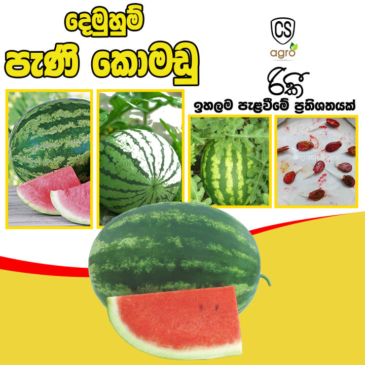 Water Melon Ricky, Pani Komadu F1 Hybrid 10 Seeds Pack | Daraz.lk