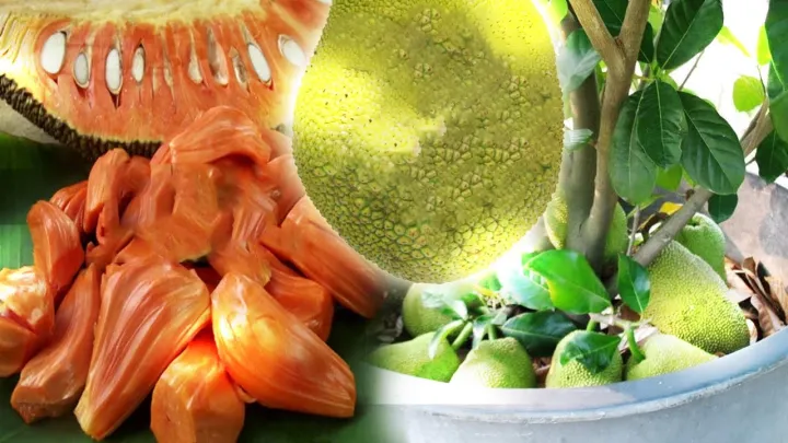 Gini Waraka Plant | Daraz.lk: Buy Online at Best Prices in Srilanka ...