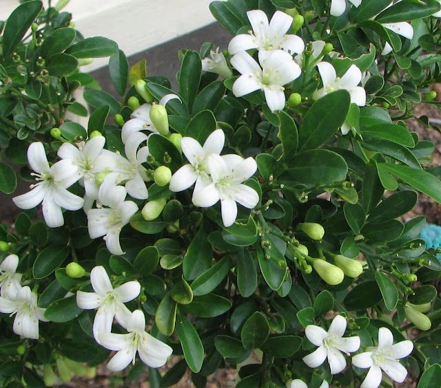 Atteriya plant medium size | Daraz.lk
