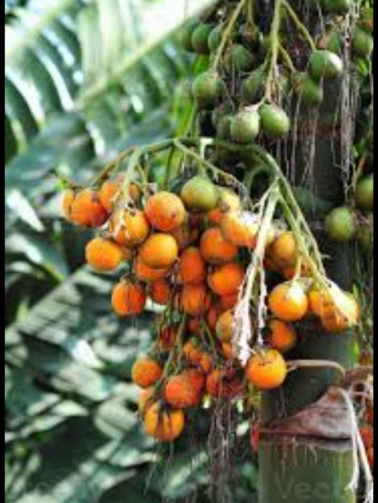 Rata Puwak Seeds For Plant Home Garden | Daraz.lk