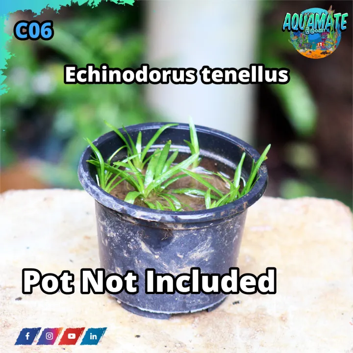 echinodorus tenellus/Aquascape/aquatic plants/aquarium plants | Daraz.lk