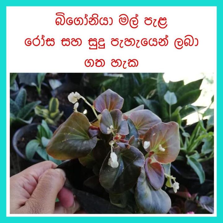 Bigoniya Natural Plants,බිගෝනියා මල් පැල 1 ක් ,සුදු සහ රෝස පාට පැල 1 ...