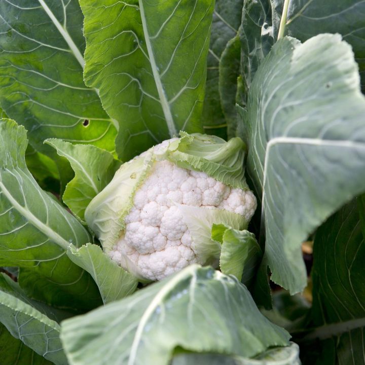 F1 Hybrid Cauliflower Seeds 25 Mal Gowa Beeja දෙමුහුන් මල් ගෝවා බීජ ...