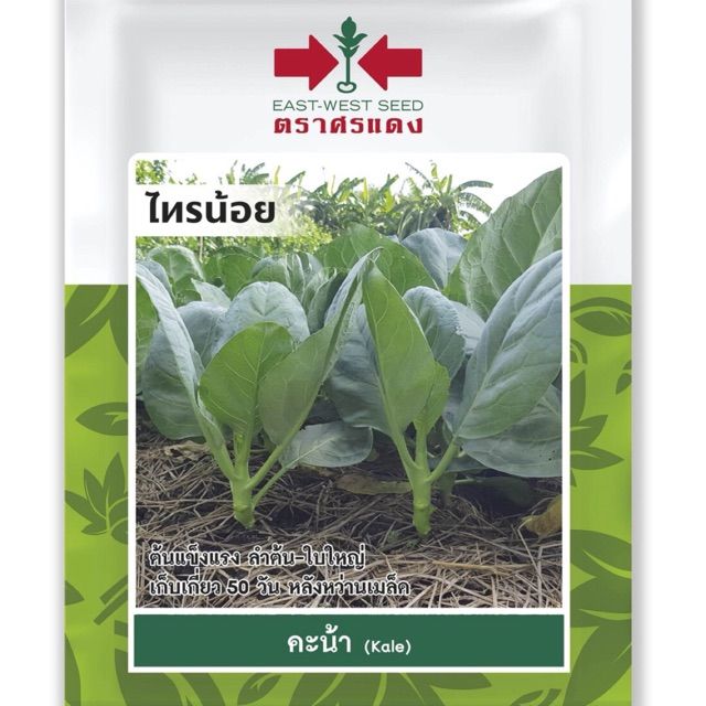 Chinese Kate seeds අතු ගෝවා බදුනක වවමු ( Growing Chinese Kale ) | Daraz.lk