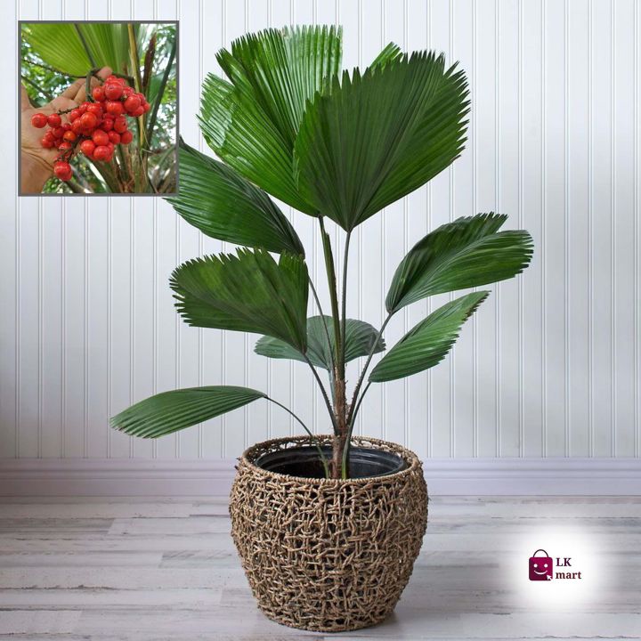 Ruffled Fan Palm SEEDS for Indoor Garden | Daraz.lk