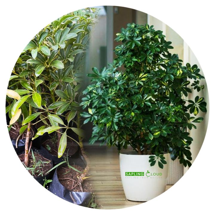 High Quality Natural Variegated Arboricola Plants from Sapling Cloud Natural Indoor Plant | Daraz.lk