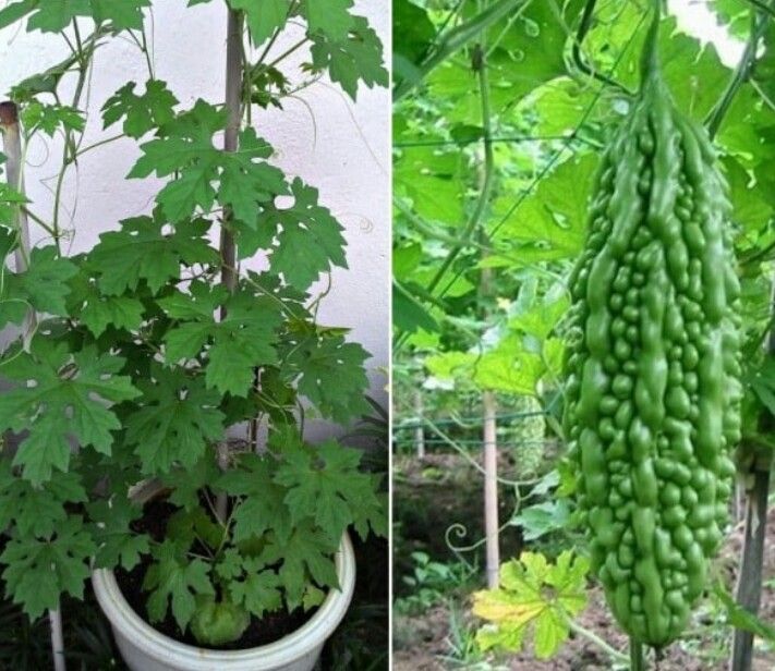Bitter Gourd /Karavila Seeds For Home Garden | Daraz.lk