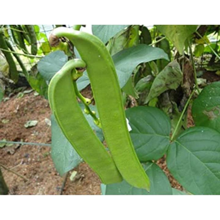 අවර බීජ, Awara seeds, jack bean seeds for home garden | Daraz.lk
