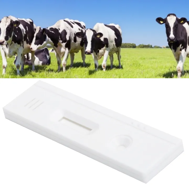 Cattle Pregnant Test Paper, Cow Pregnancy Test High Accuracy Rate for ...