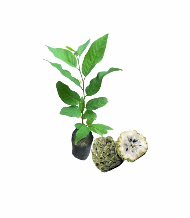 Sugar-apple plant, seeni anoda pala , sini anodha plant | Daraz.lk