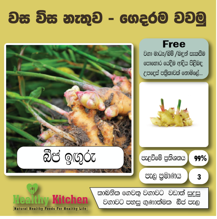 Inguru pela / Ginger plant /ඉඟුරු පැළ/ බීජ ඉඟුරු | Daraz.lk