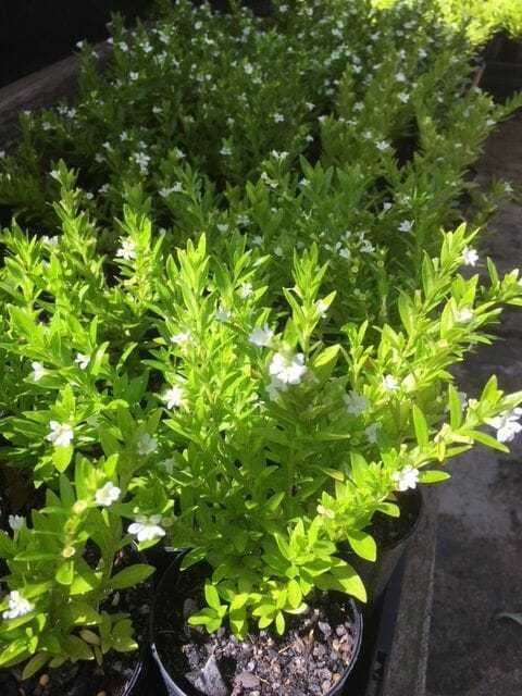 kufia flower plant White color | Daraz.lk