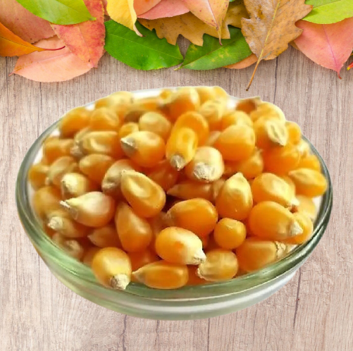 Pop Corn Seeds ( 1 kg ) | Daraz.lk