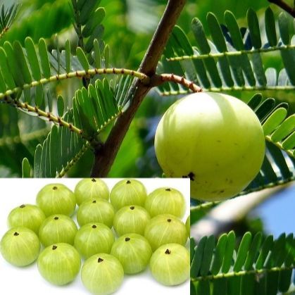 Nelli (Budded) Plant | Daraz.lk