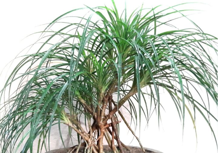 Kuru Vetakeiya Plant | Daraz.lk