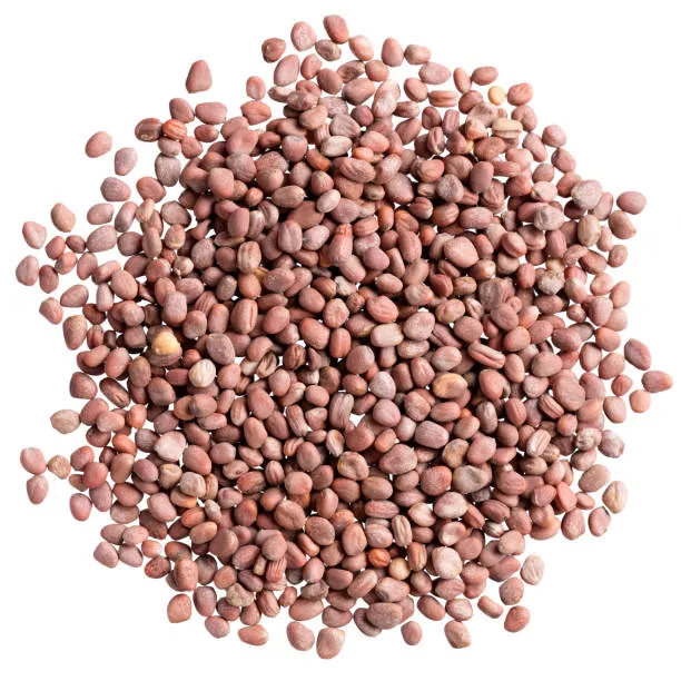 Raabu Beeja Radish URAL Seeds 25 Grams Home Garden High Quality Seed ...