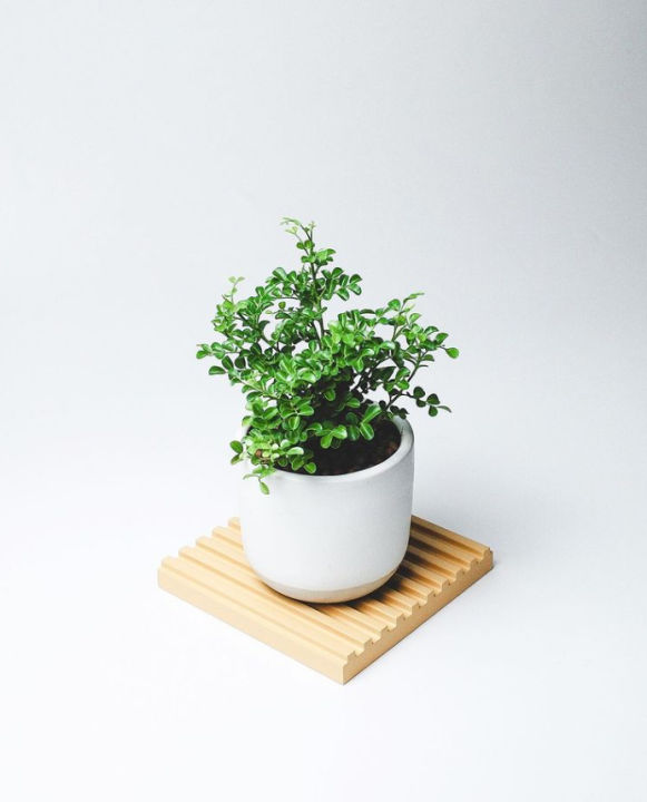 Atteria ( ඇට්ටේරියා ) plants for bonsai or grow in your garden | Daraz.lk