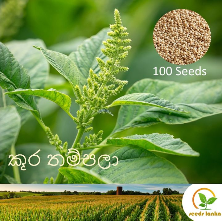 රතු/කොළ තම්පලා Chinese Red & Green Spinach Thampala for Natural Organic ...