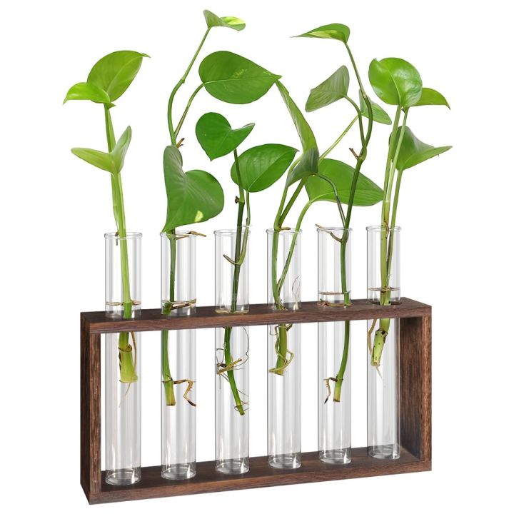 OYPFXMI Plant Terrarium with Wooden Stand, Desktop/Wall Hanging Live ...