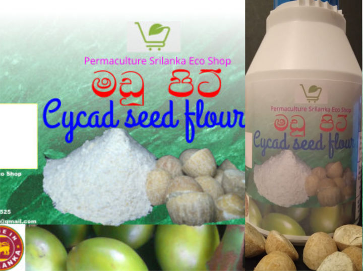 Cycad Seed Flour ( මඩු පිටි ) High quality Cycad seed flour harvested ...