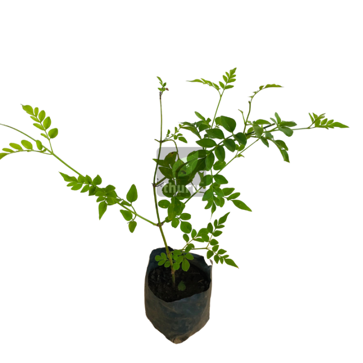 Saman Pichcha plant | Daraz.lk