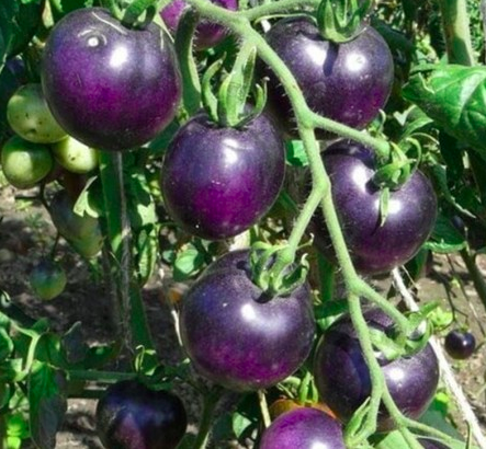 Tomato Sunshine blue seeds | Daraz.lk
