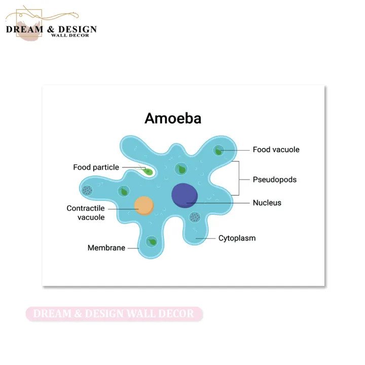 Amoeba Anatomy Ecucaional A4 or A3 Choose Your Poster Size Unframed Print Wall Décor | Daraz.lk