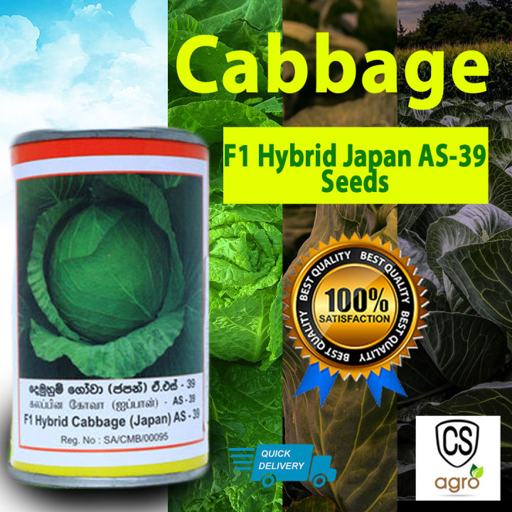 Cabbage F1 Hybrid Japan AS-39 Seeds 99% 10g Gowa Gardening Agriculture ...