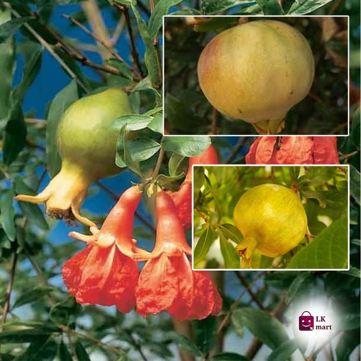 Natural Nimali pomegranate Plant Natural plant delum tree Variety ...