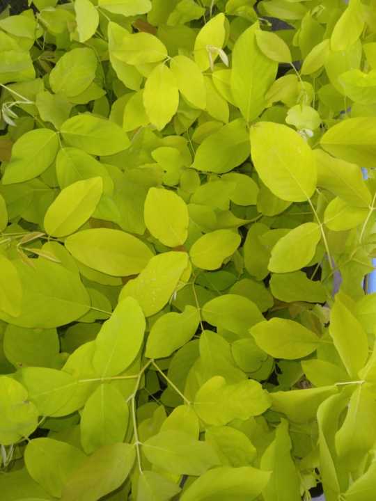 Golden Legium Plant | Daraz.lk