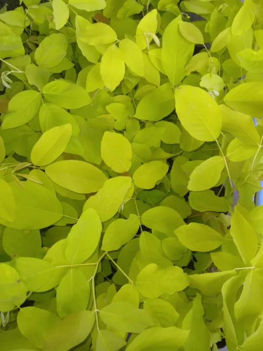 Golden Legium Plant | Daraz.lk