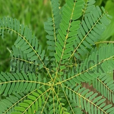 kathuru moringa leaves 250g | Daraz.lk