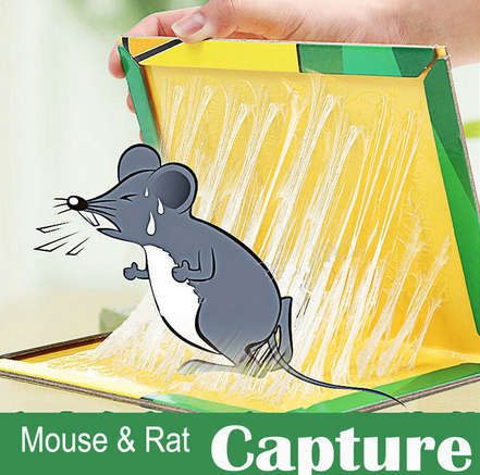 Extra Large Mouse & Rat Gum Glue Pad Traps Capture , Mrgp Glue Board ...