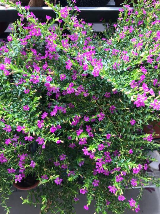 Kufiya Plant | Daraz.lk: Buy Online at Best Prices in Srilanka | Daraz.lk